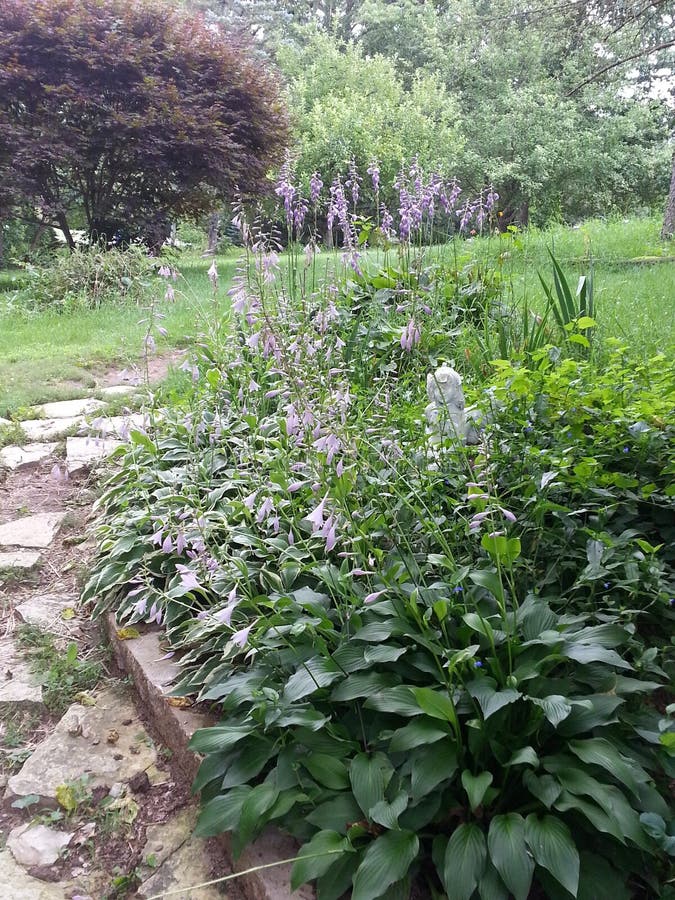 Flowers and walkway stock image. Image of hosts, walkway - 63431331