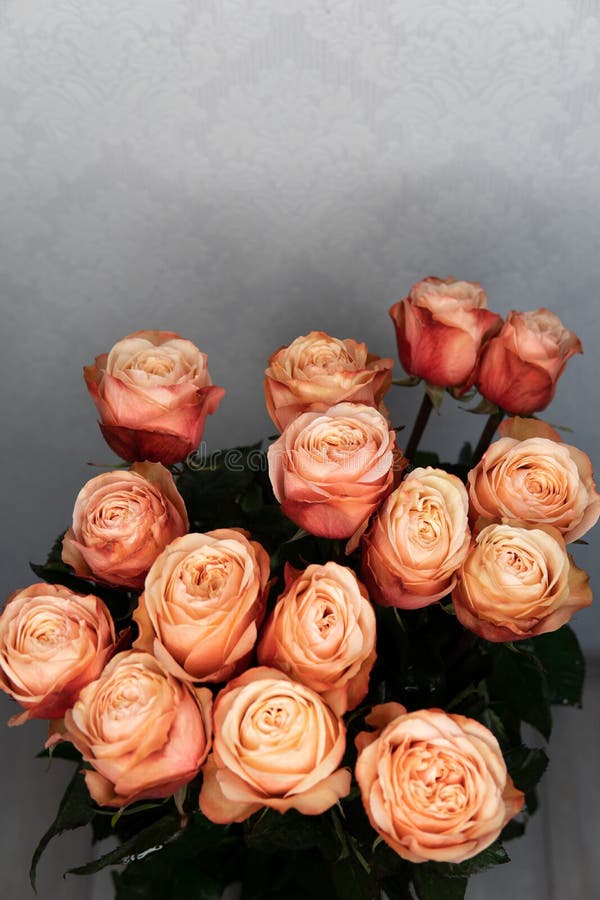 Flowers Wall Background with Amazing Roses Rose Stock Image - Image of ...
