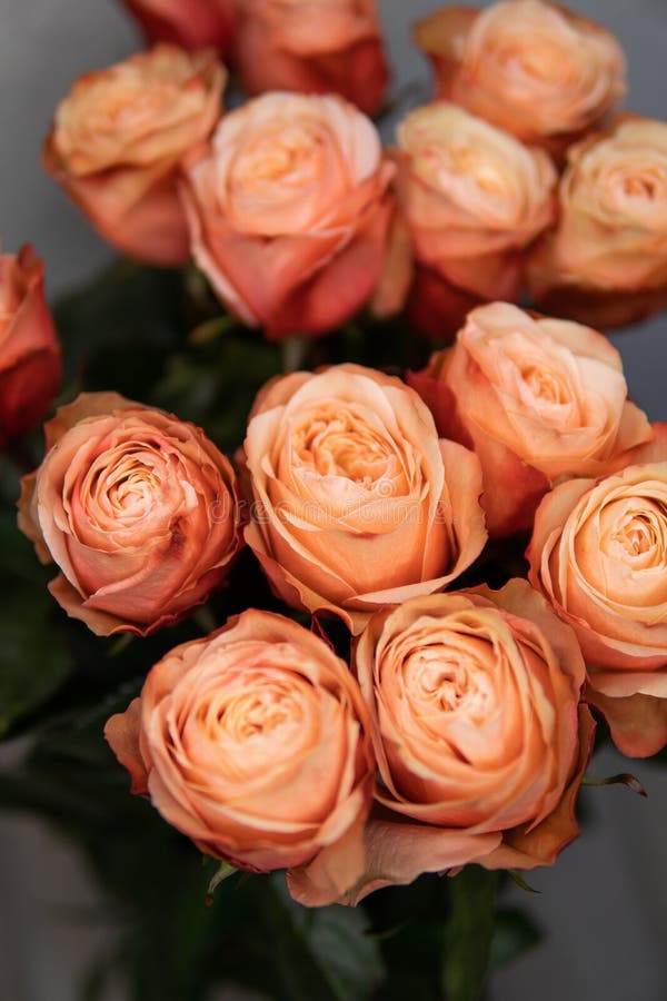 Flowers Wall Background with Amazing Roses Rose Stock Image - Image of ...