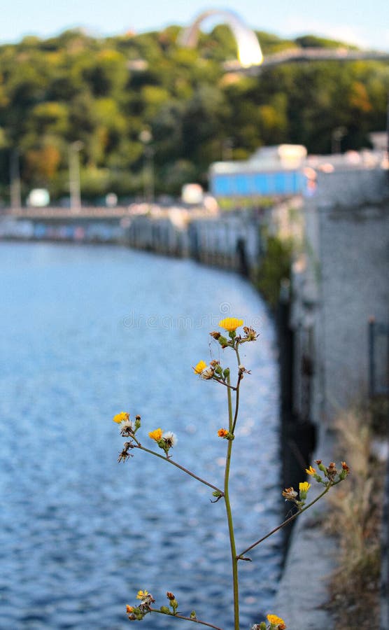 Flowers of Wall Hawkweed, Hieracium Murorum, in the Bacround of the ...