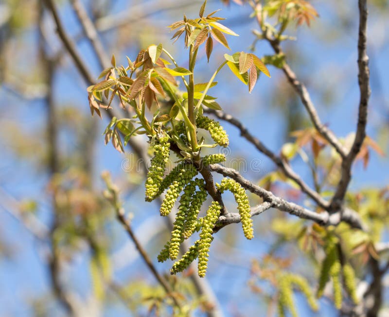 Spring Flowers And Walnut Trees Stock Photo - Image of harvest ...