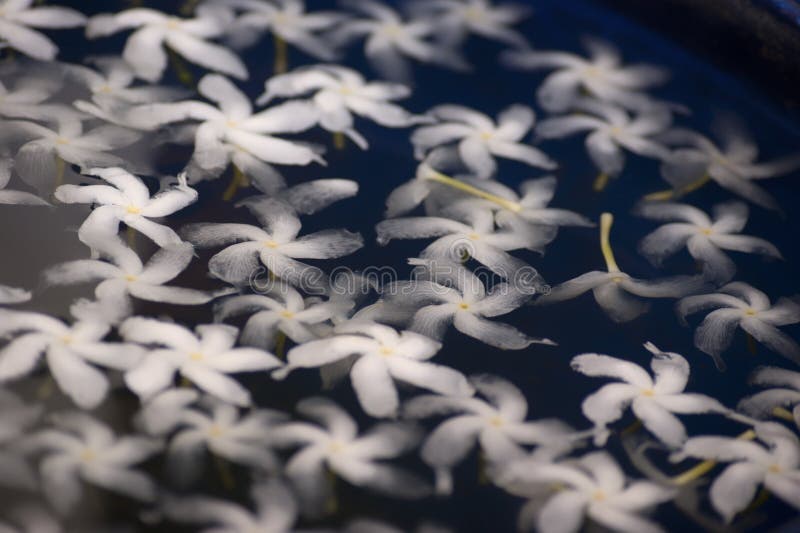 Flowers in water stock image. Image of flowery, blossom - 31342289