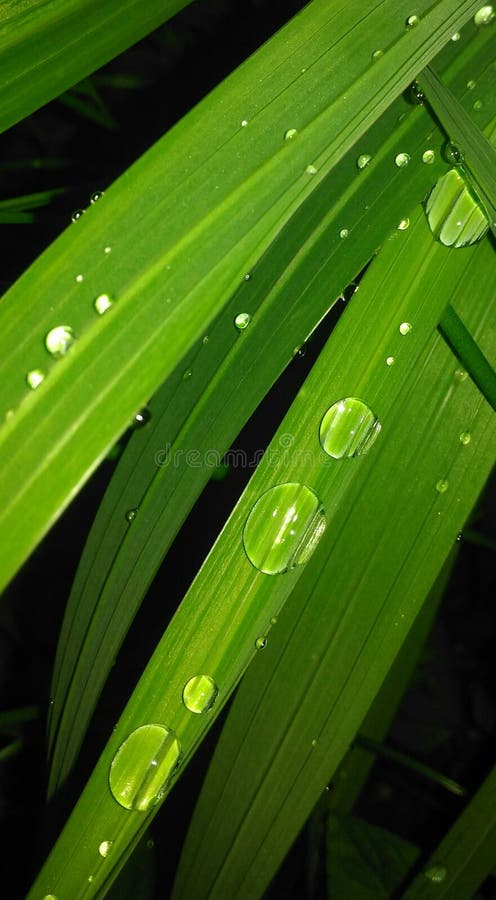 Flowers water drop green stock photo. Image of green - 91700406