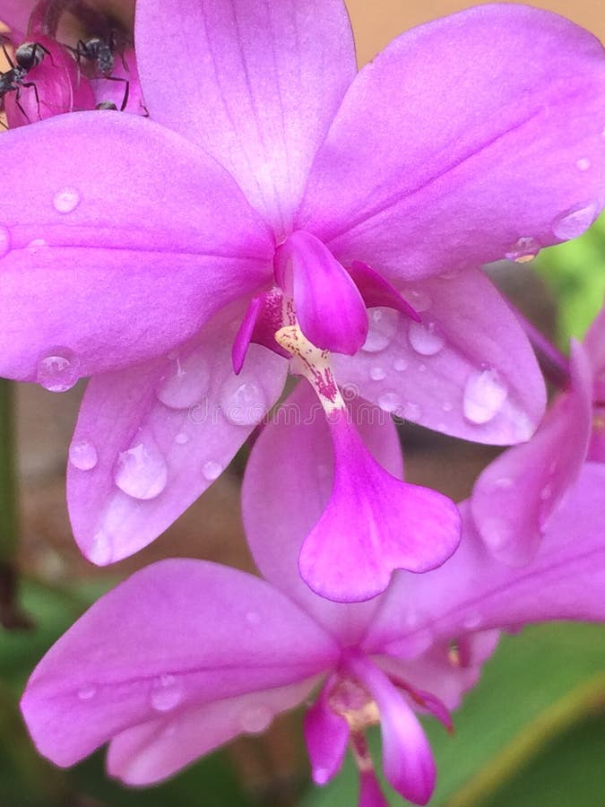 Flowers stock image. Image of water, drop, purple, flowers - 157398031