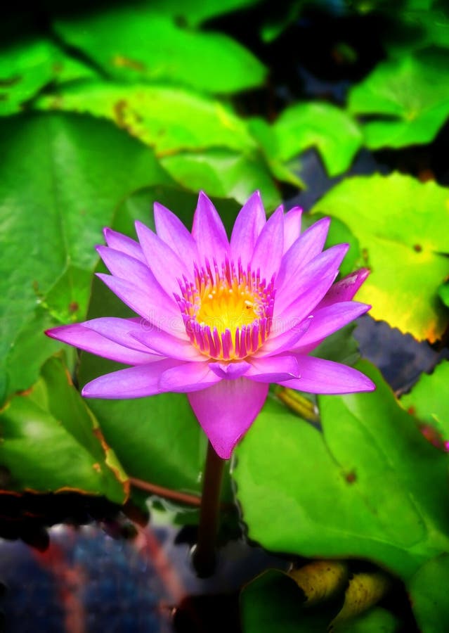 Flowers water stock photo. Image of necher, lotes, water - 158435614