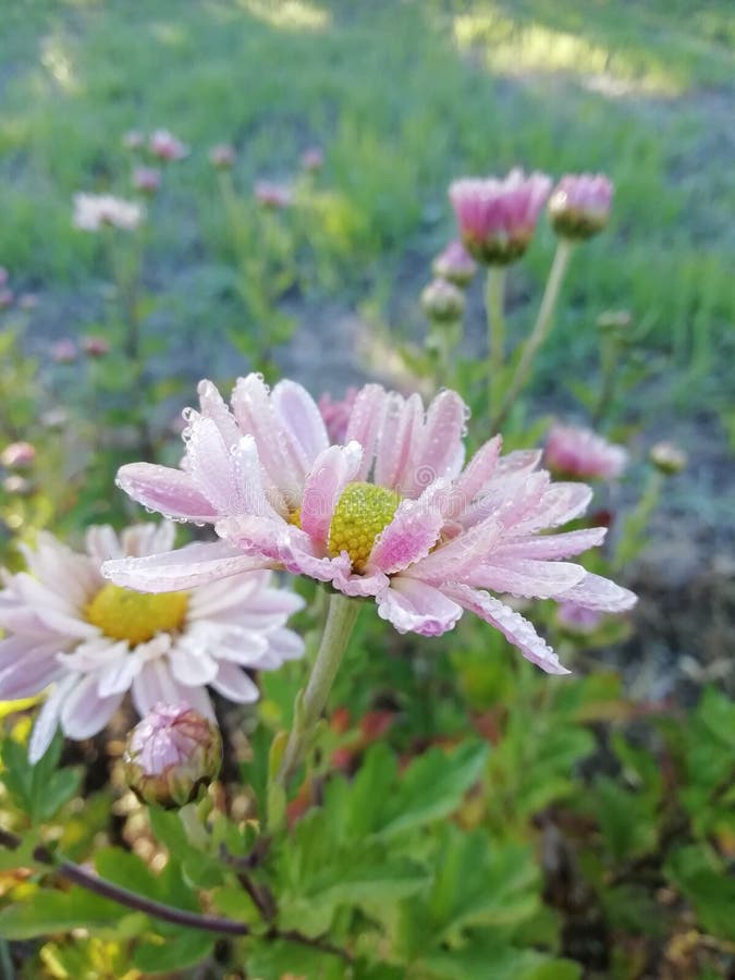 Flowers water pink stock image. Image of herb, meadow - 268164057