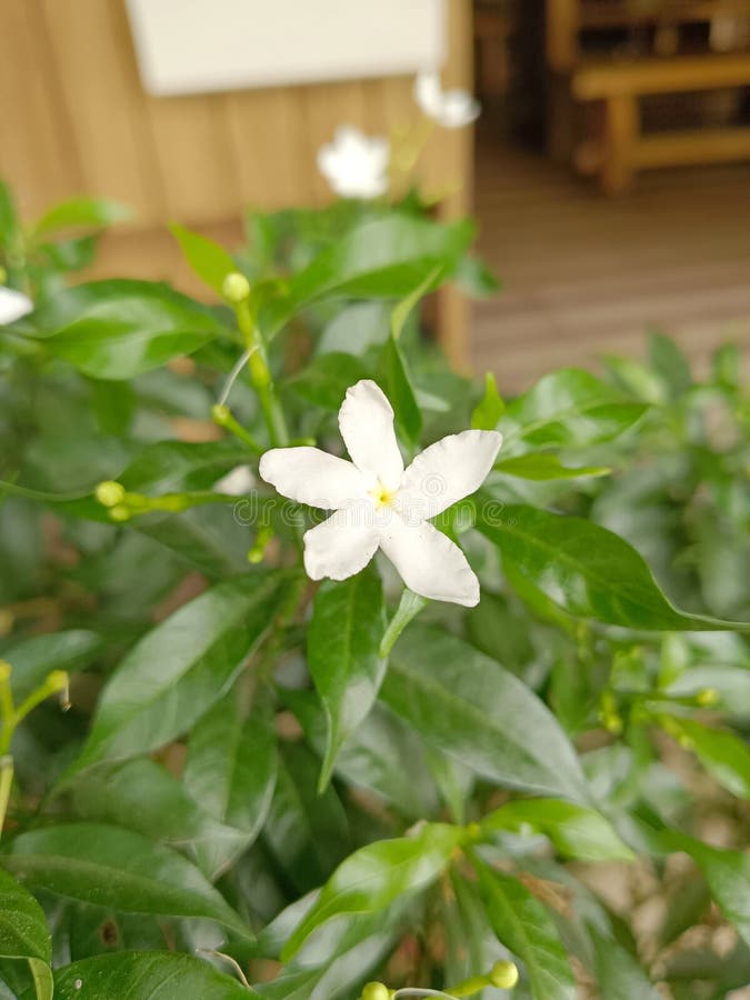 Flowers that are always Watered Every Day Look Fresh and Beautiful ...