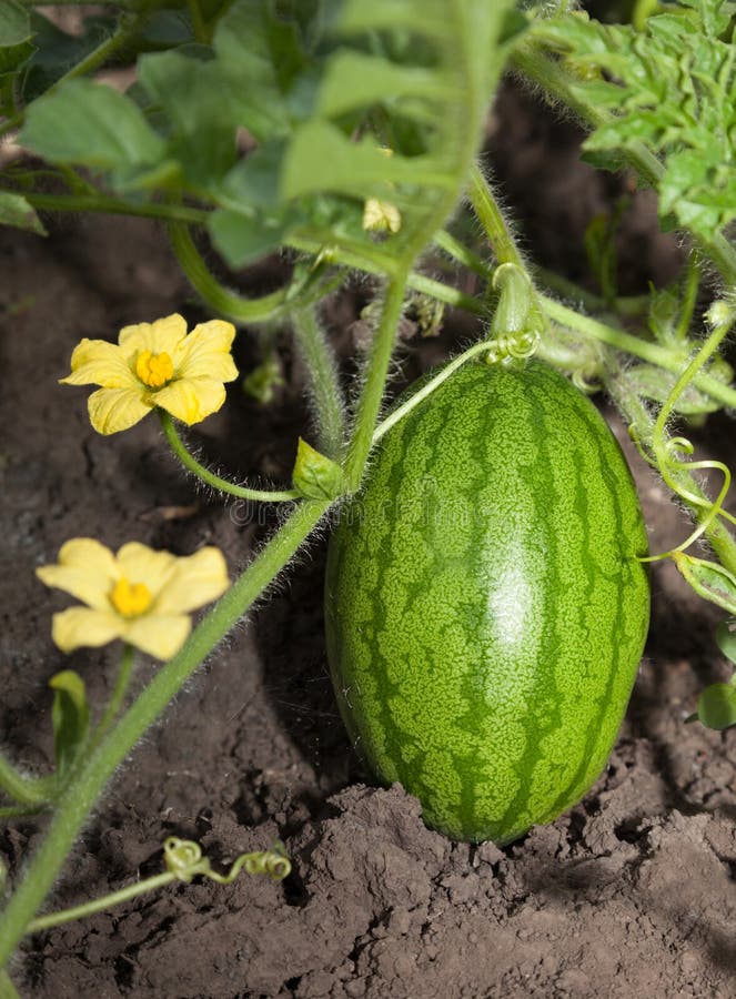 1,488 Watermelon Vine Stock Photos - Free & Royalty-Free Stock Photos ...