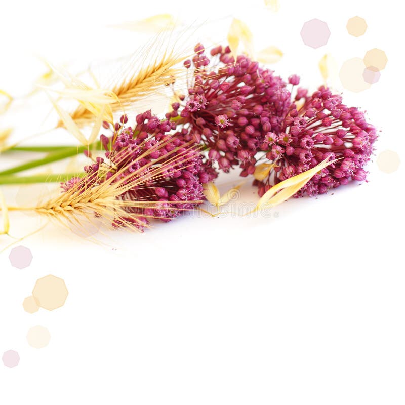 Flowers and wheat stock photo. Image of beauty, pattern - 27738398