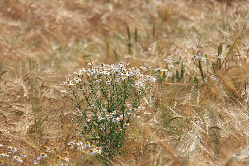 Flowers in Wheat Field stock photo. Image of pretty - 306793088