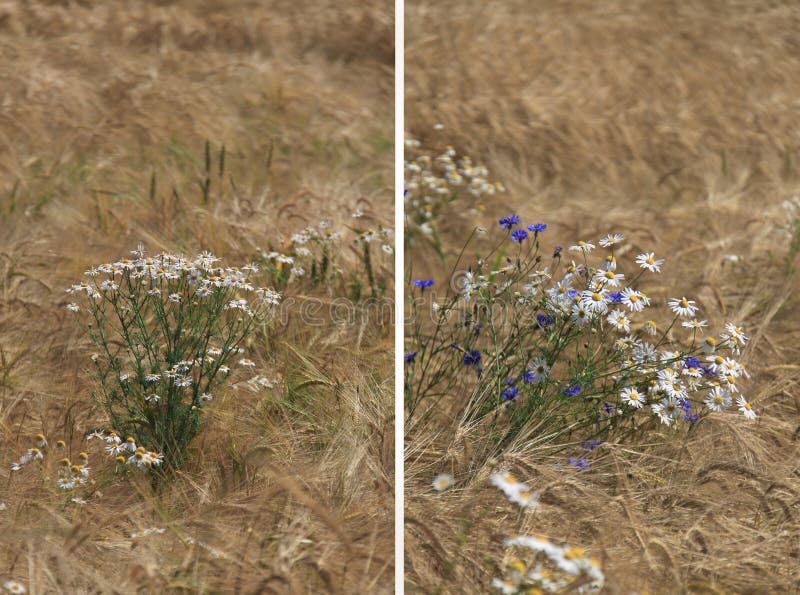 Flowers in Wheat Field Collage Stock Image - Image of outdoor, grass ...