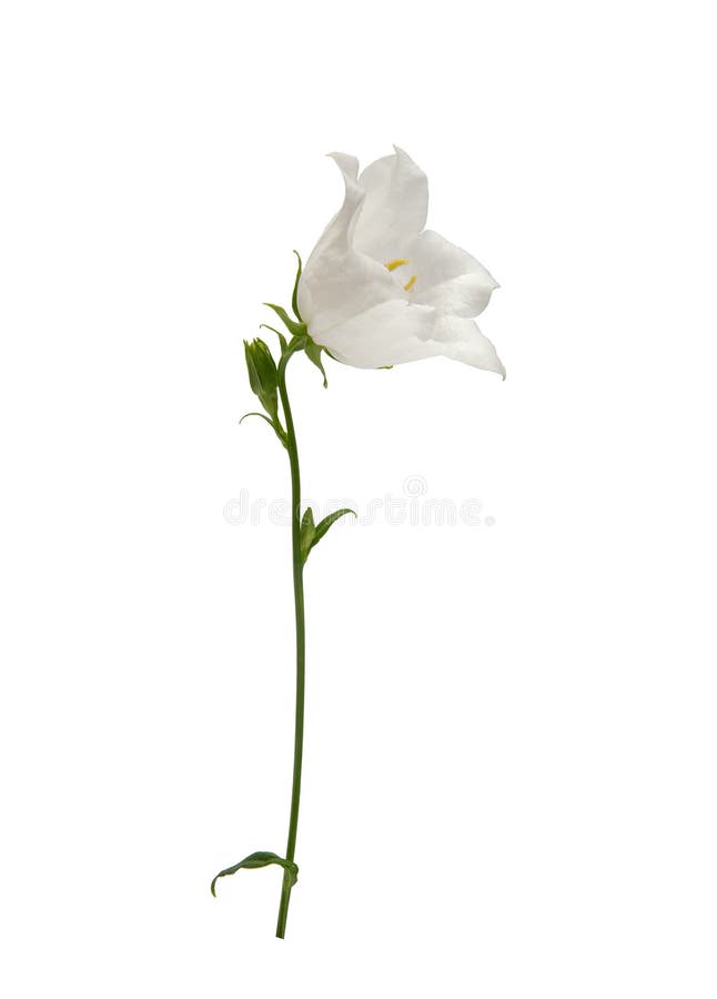 Flowers on White Background Stock Image - Image of beautiful, garden ...