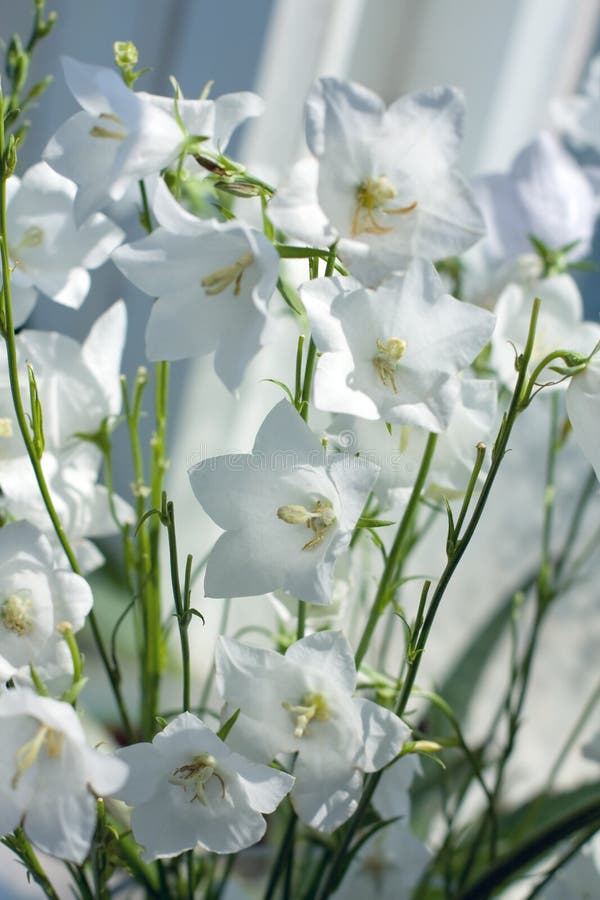Flowers White Bells - Campanula Stock Photo - Image of bell, white ...