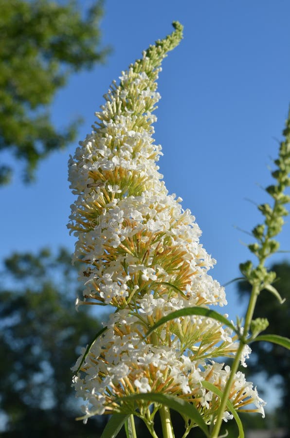 The Flowers of a White Butterfly Bush with Blue Sky Background Stock ...