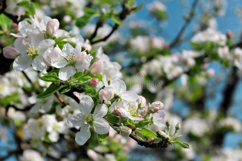 Flowers of White Cherry Blossoms on a Spring Day, Germany Stock Image ...
