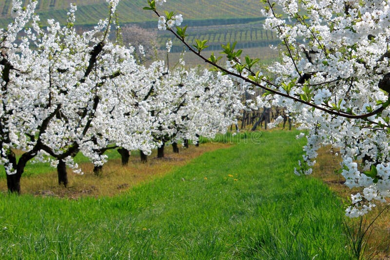 Flowers of White Cherry Blossoms on a Spring Day, Germany Stock Image ...