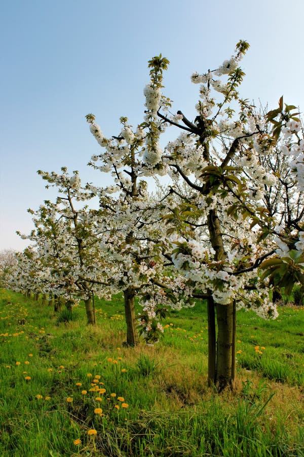 Flowers of White Cherry Blossoms on a Spring Day, Germany Stock Image ...