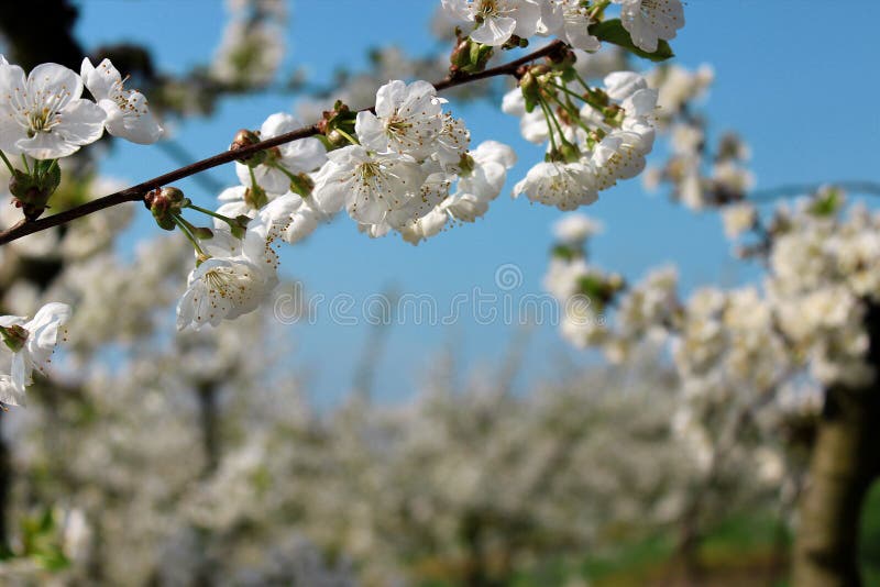 Flowers of White Cherry Blossoms on a Spring Day, Germany Stock Image ...