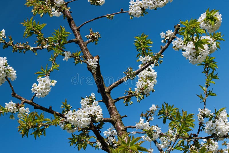 Flowers of White Cherry Blossoms on a Spring Day, Germany Stock Photo ...
