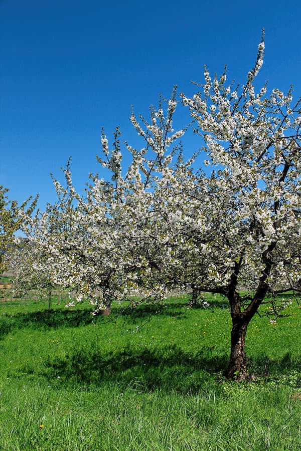 Flowers of White Cherry Blossoms on a Spring Day, Germany Stock Photo ...
