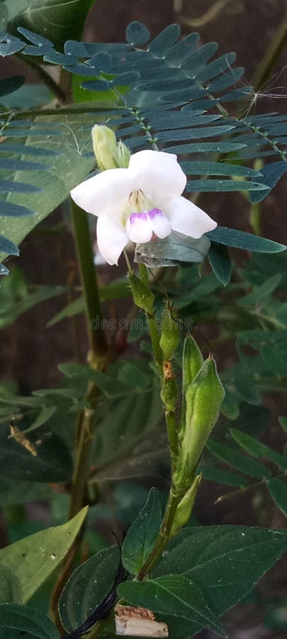 Flowers White Colour in the Garden and Beautiful Natural Stock Photo ...