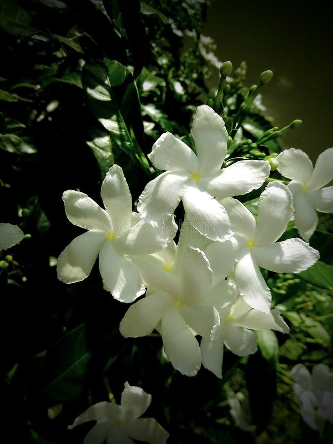 Flowers stock photo. Image of white, follower, foll - 161691230