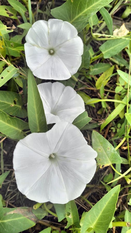 Flowers White Kale Vegetable Plants that Grow in Rice Fields Stock ...