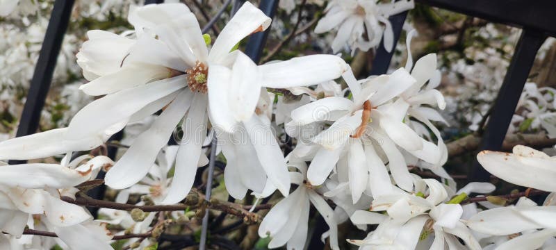 Flowers. White Flowers. Nice Spring. Flowers for You Stock Image ...