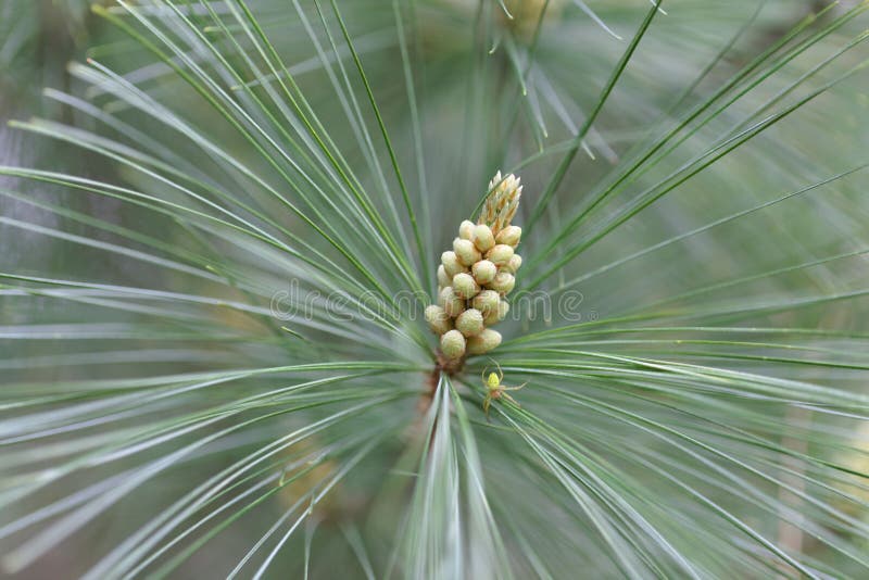 217 White Pine Pollen Cone Stock Photos - Free & Royalty-Free Stock ...