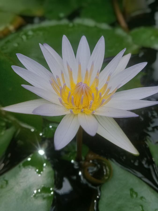 A Flowers With100 White Plants it& X27;s Call Lily Stock Image - Image ...