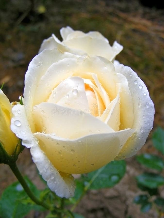 Flower of the White Rose after Rain Stock Image - Image of rose, petal ...
