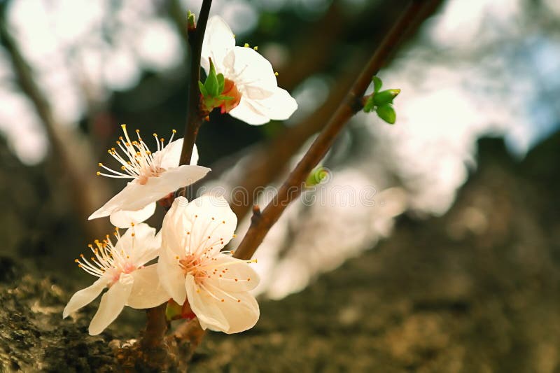 Flowers of Wild Apricot Tree Stock Image - Image of branch, background ...