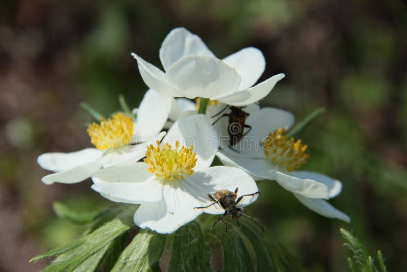Flowers stock image. Image of spring, petals, petal, rest - 54593521