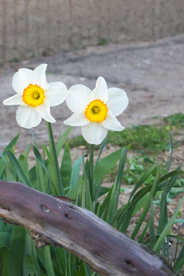 Flowers of wild daffodils stock image. Image of outdoor - 30637131