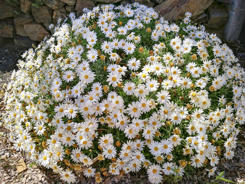 Flowers of Wild Daisies Typical of Spring Stock Image - Image of ...