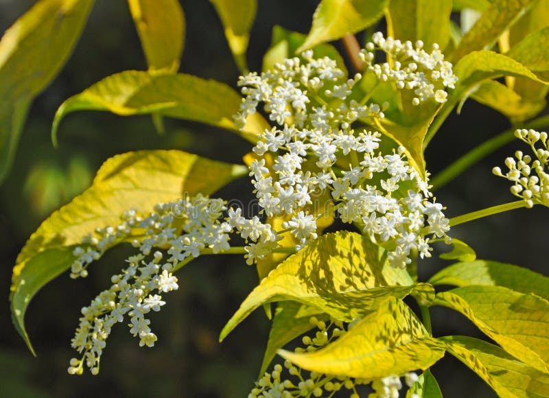 Flowers of wild grapes stock photo. Image of ingredient - 45166402