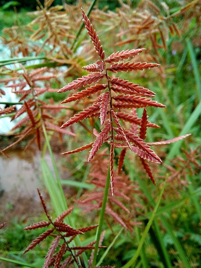 Flowers from Wild Grass that Grows on the Edge of Rice Fields Stock ...