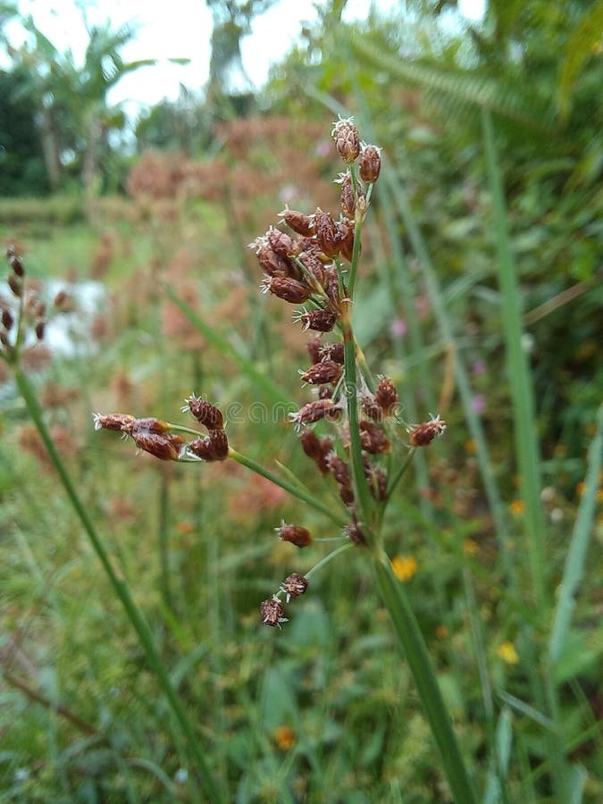 Flowers from Wild Grass that Grows on the Edge of Rice Fields Stock ...