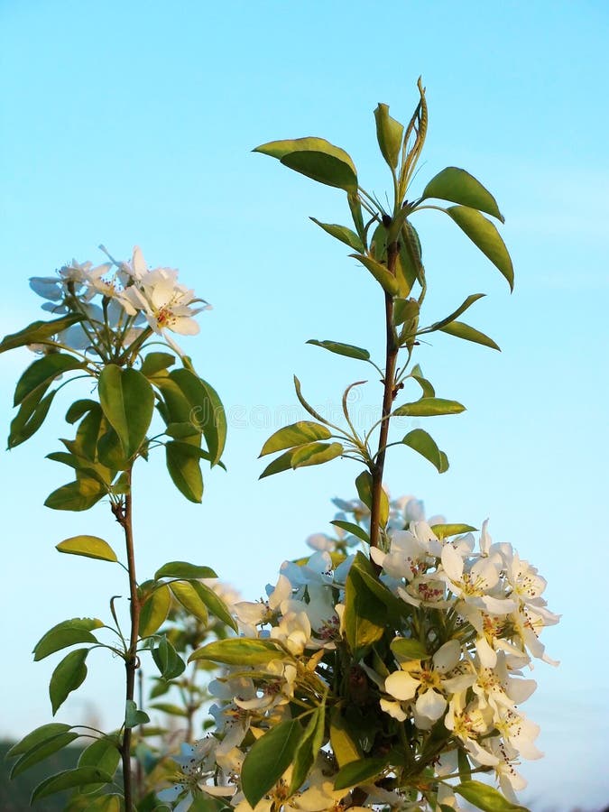 Flowers of a wild pear stock image. Image of pear, trees - 14142757