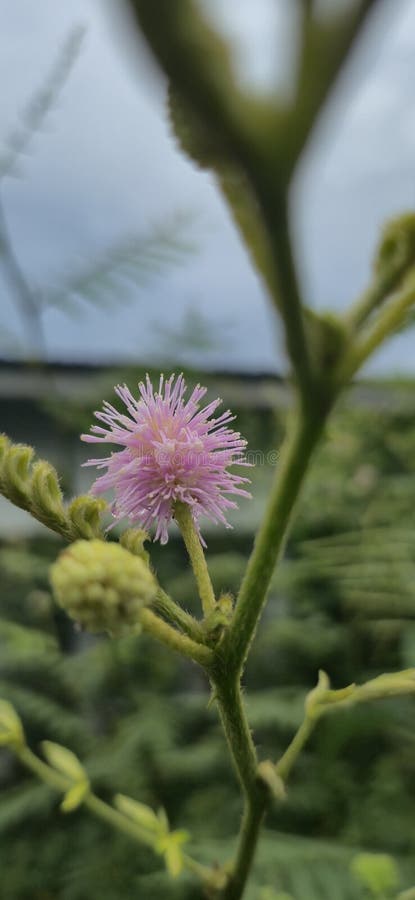 The Flowers of Wild Plants in the Forest are Very Beautiful Pink Stock ...