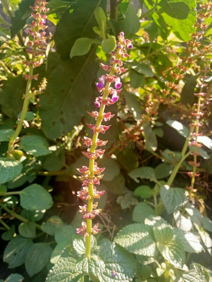Flowers from Wild Plants Growing Behind the House Stock Photo - Image ...