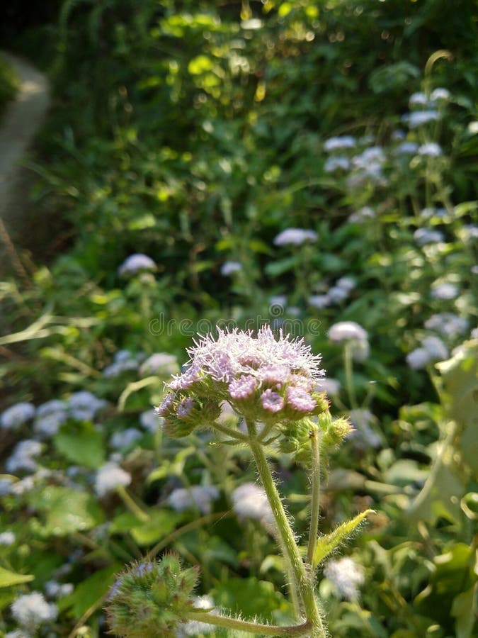 Flowering Wild Plants Grow Around Forests or Gardens Stock Photo ...