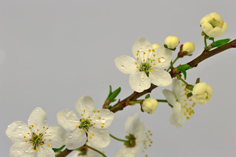 Flowers of Wild Plum stock image. Image of colorful, beautiful - 53120631