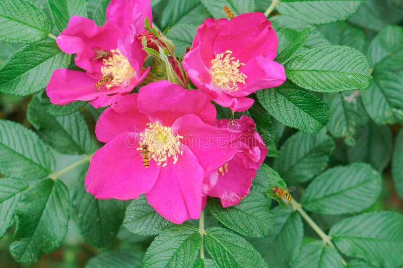 The Flowers of Wild Rose Medicinal, Blooming Wild Rose Bush Stock Image ...