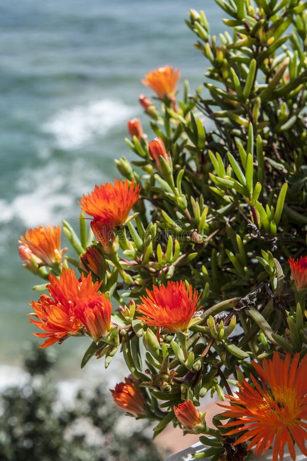 Flowers stock photo. Image of background, mare, flowers - 31481298