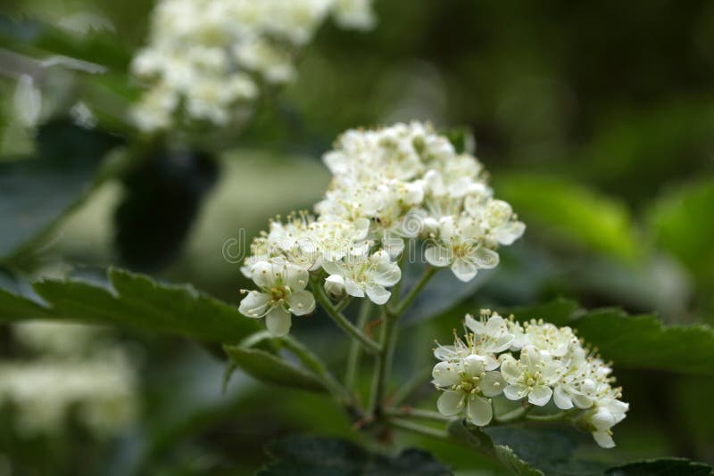 Flowers of a Wild Service Tree Stock Image - Image of color, farming ...