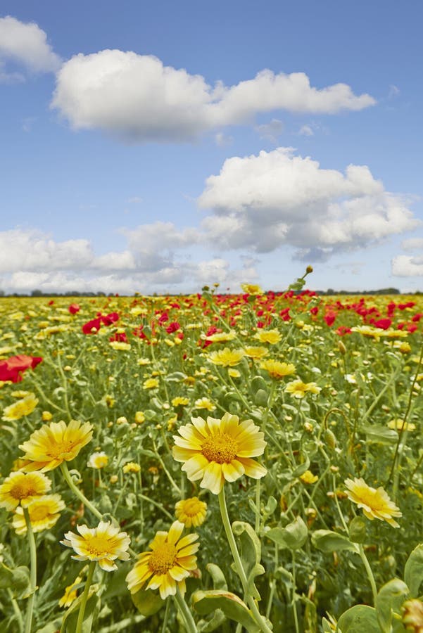 Flowers in a Wild Summer Field Stock Photo - Image of poppy, colorful ...