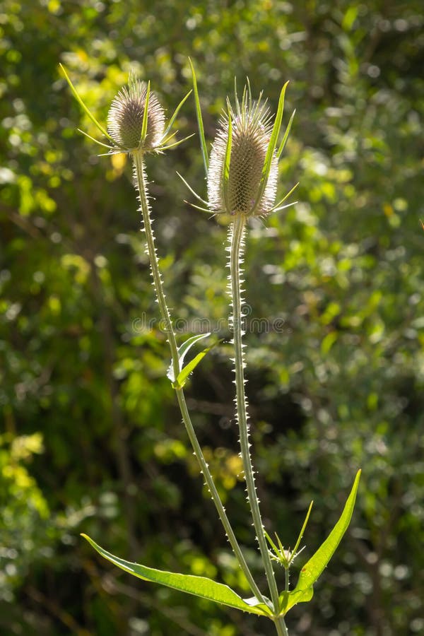 Flowers of Wild Teasel in Autumn, Also Called Dipsacus Fullonum or ...