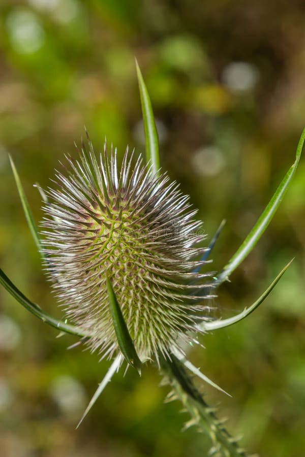 Flowers of Wild Teasel in Autumn, Also Called Dipsacus Fullonum or ...