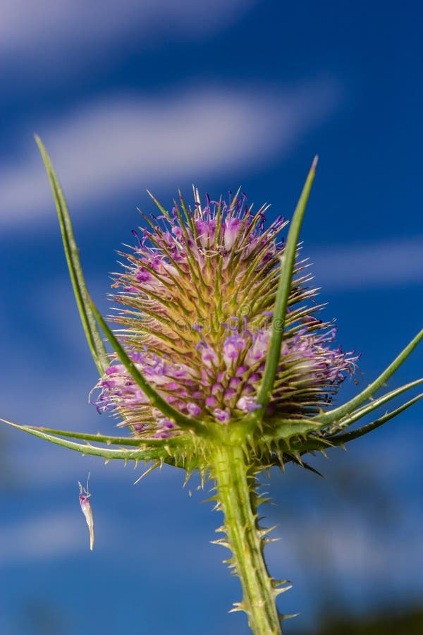 Flowers of Wild Teasel in Autumn, Also Called Dipsacus Fullonum or ...